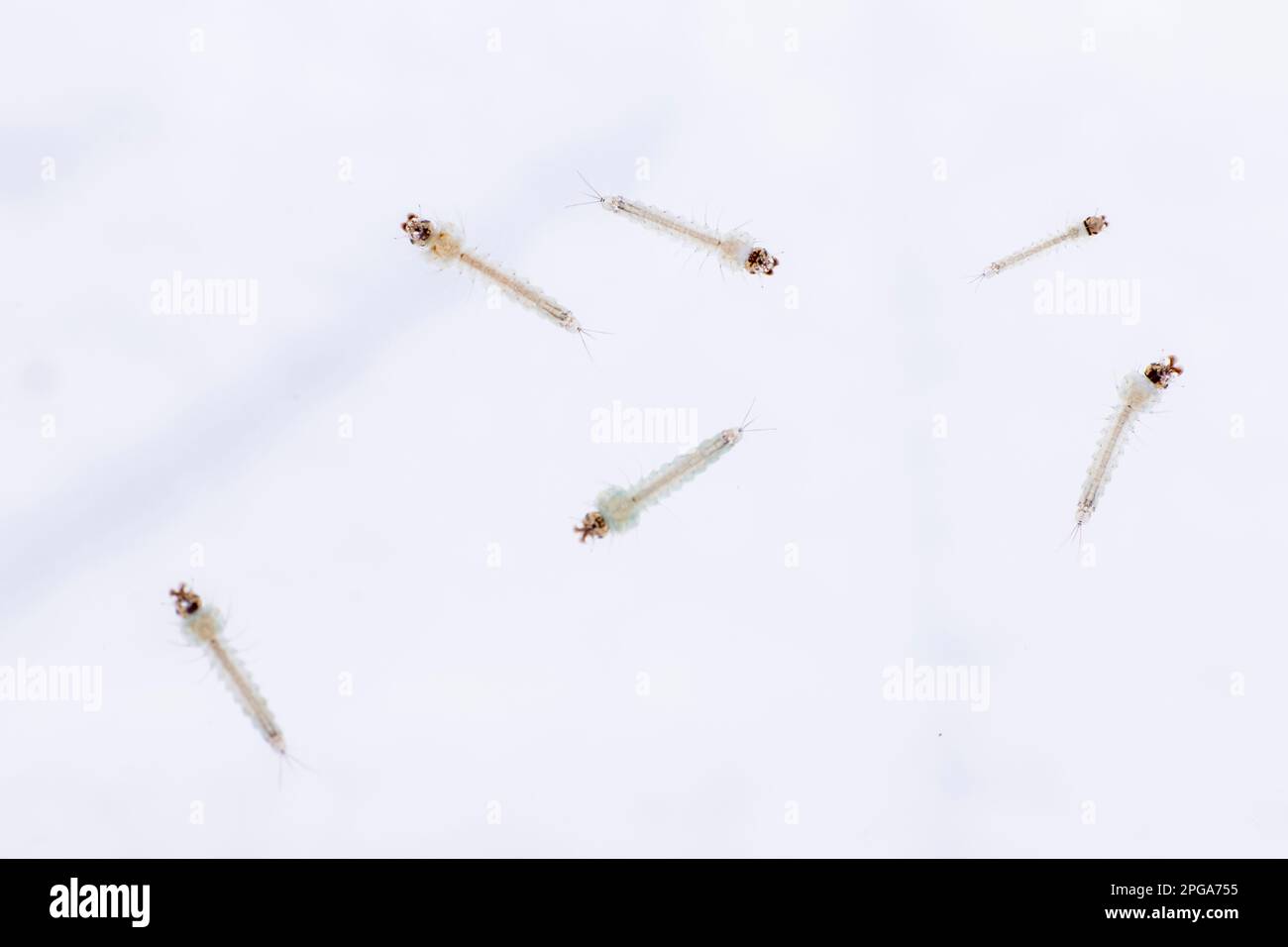 Larvas de mosquito aedes aegypti -Fotos und -Bildmaterial in hoher ...