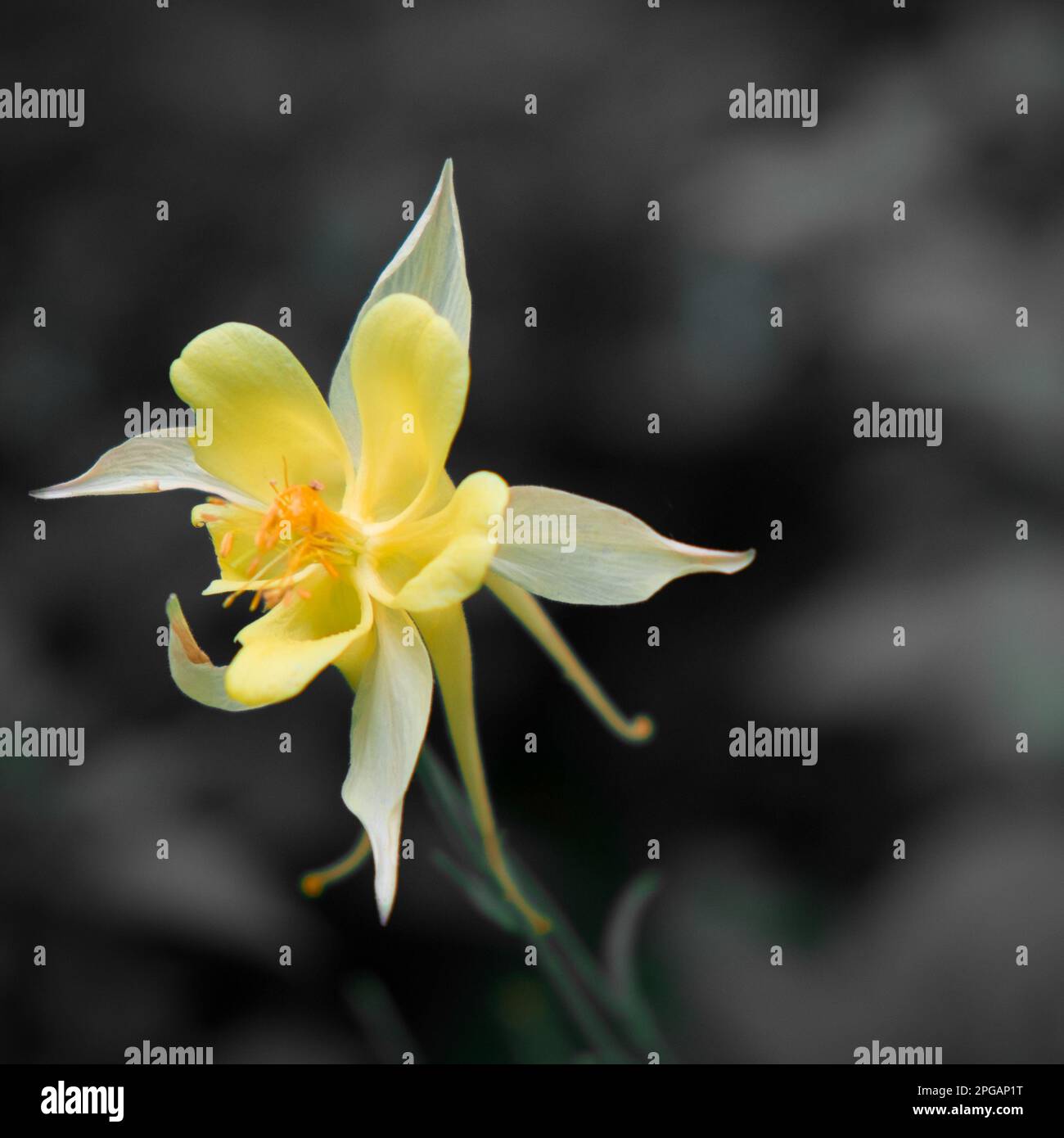 Eine seltene Aquilegia longissima, eine wirklich zarte Pflanze mit ...