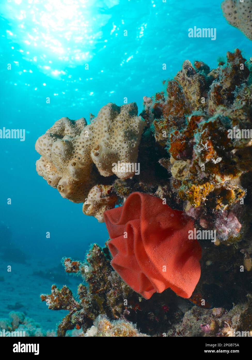 Spawn of Spanish Dancer (Hexabranchus sanguineus), Dive Site House Reef ...