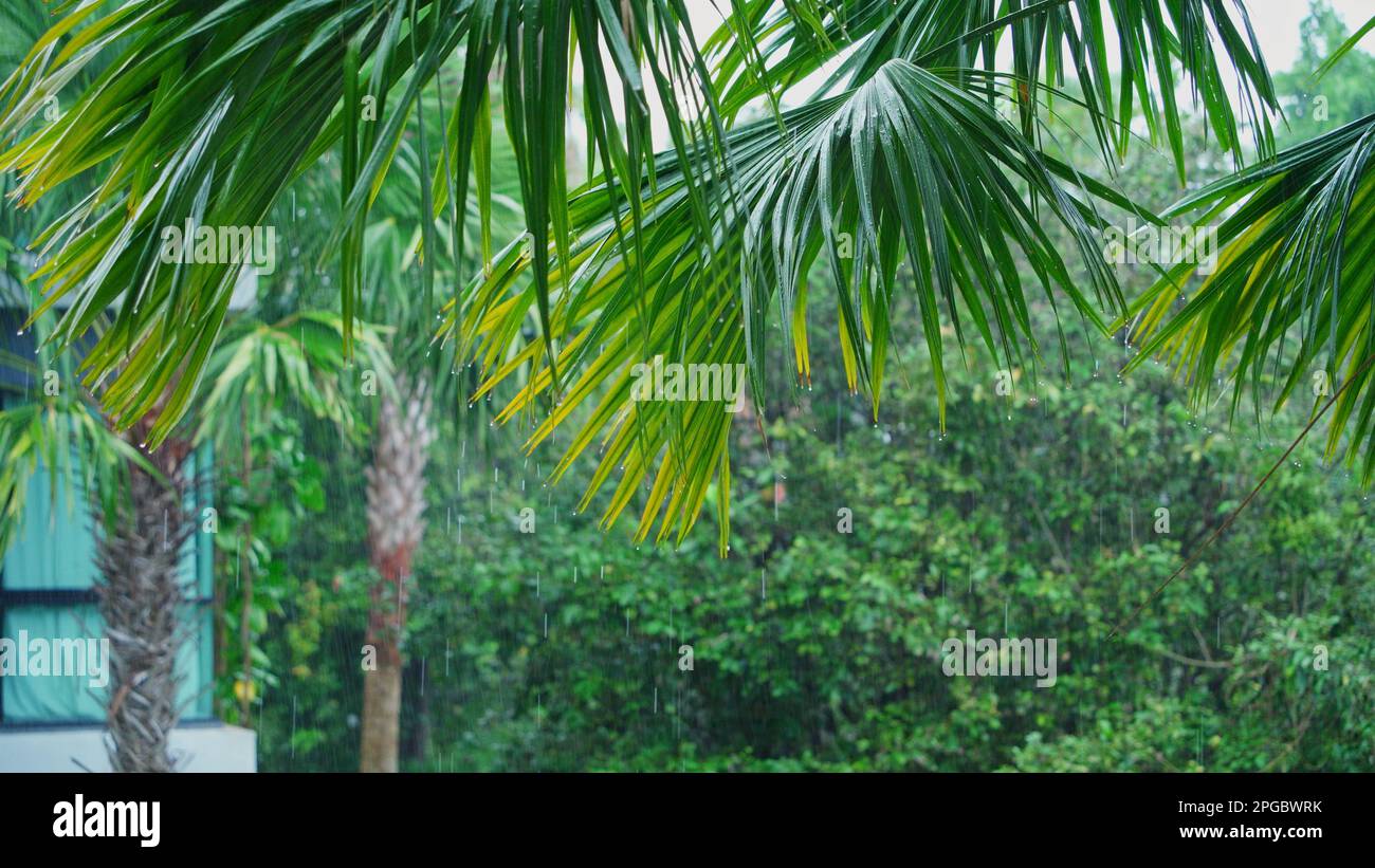 Regentropfen fallen auf leuchtende und saftige exotische Palmenblätter ...