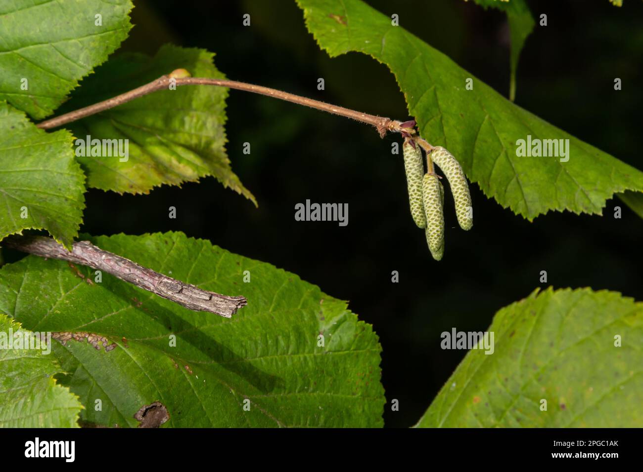 Hazel bush -Fotos und -Bildmaterial in hoher Auflösung – Alamy