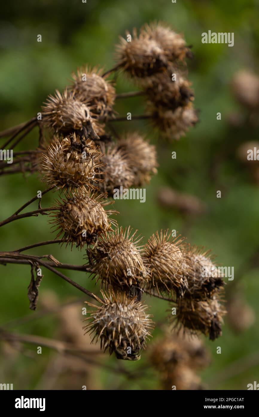 Arctium frucht -Fotos und -Bildmaterial in hoher Auflösung – Alamy
