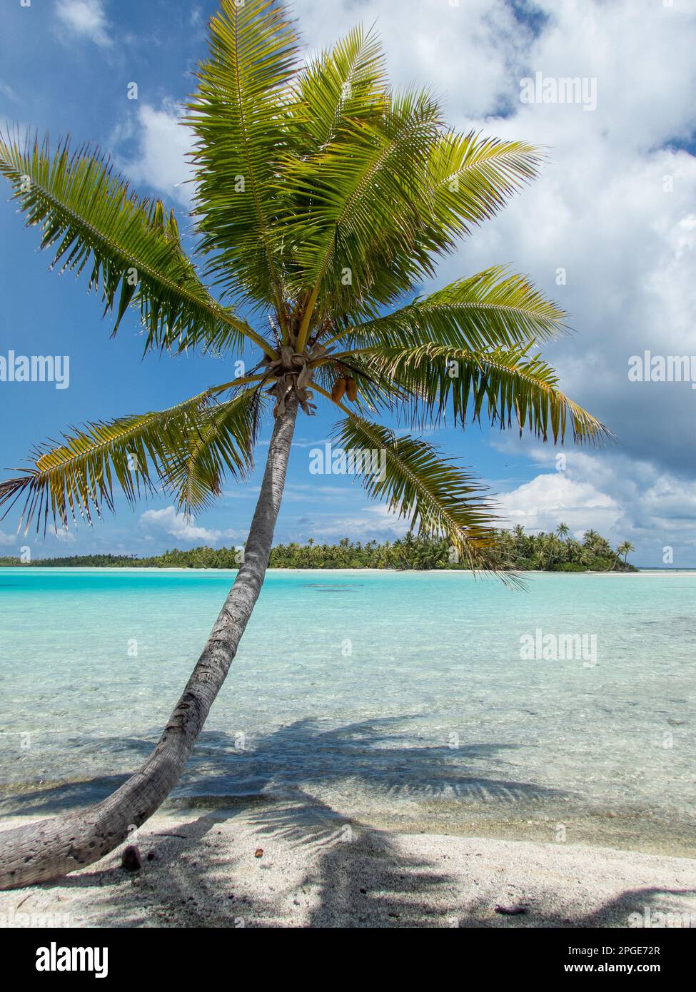 Einsame Palme am Strand der Blauen Lagune am Rangiroa Atoll ...