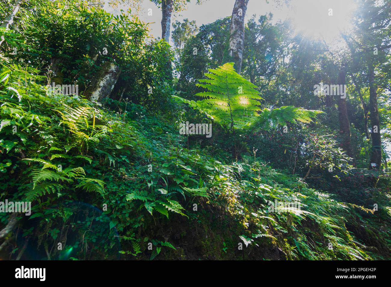 Vajra meister -Fotos und -Bildmaterial in hoher Auflösung – Alamy