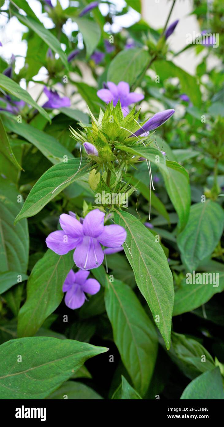Portrait von Barleria cristata, auch bekannt als Philippine Violet ...