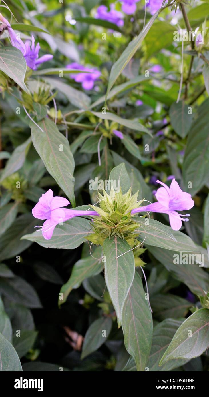 Portrait von Barleria cristata, auch bekannt als Philippine Violet ...