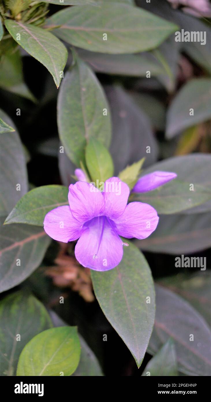 Portrait von Barleria cristata, auch bekannt als Philippine Violet ...