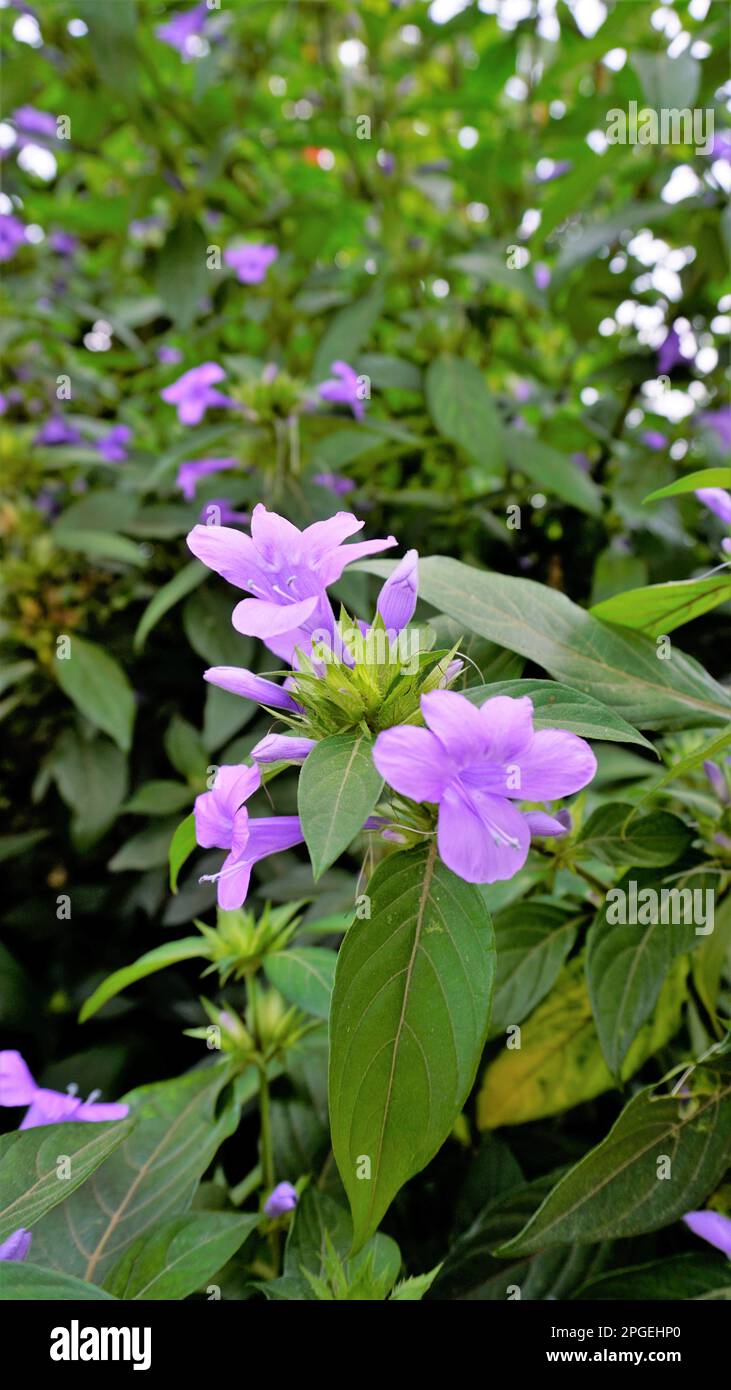 Portrait von Barleria cristata, auch bekannt als Philippine Violet ...