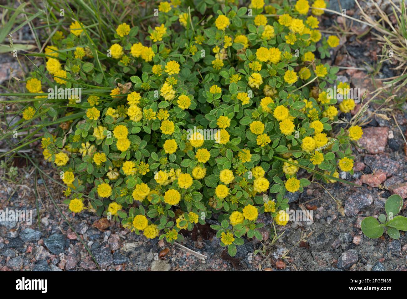 Feld-Klee, Feldklee, Gelber Acker-Klee, Trifolium campestre ...