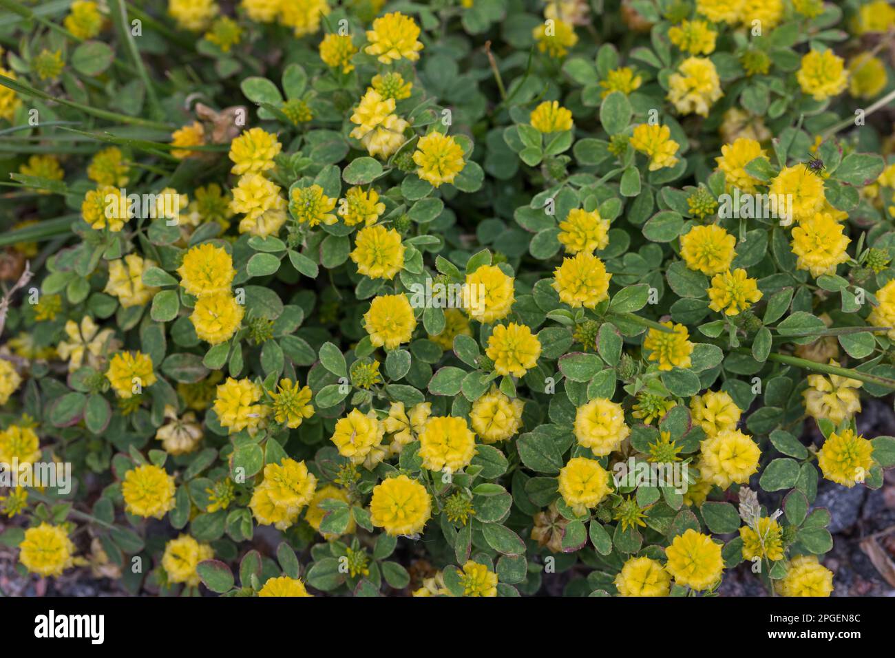 Le trefle champetre -Fotos und -Bildmaterial in hoher Auflösung – Alamy