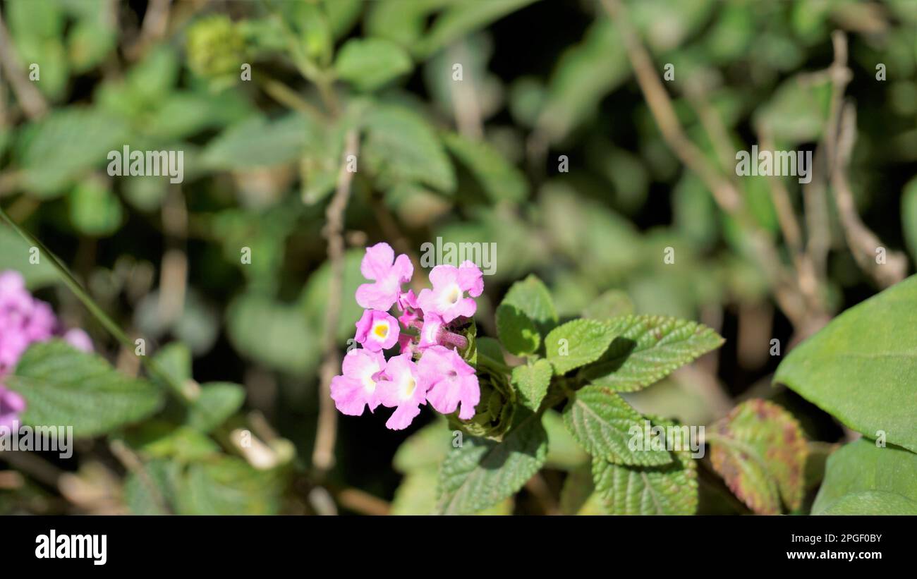 Blüten von Lantana montevidensis, auch bekannt als Purple lantana, Wild ...