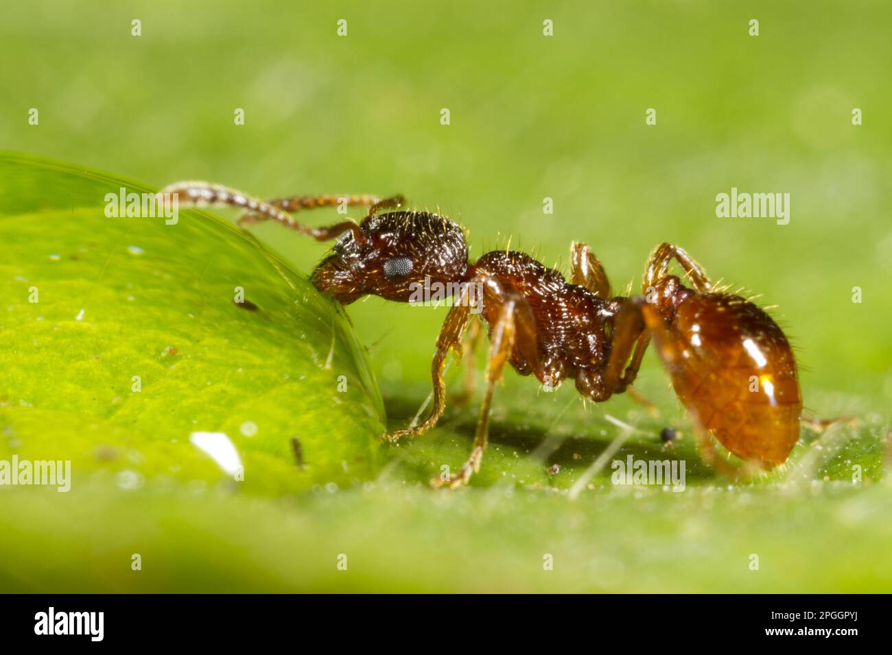 Rote Gartenameise, Rote gelbe Knotenameise, Rote Gartenameise (Myrmica ...