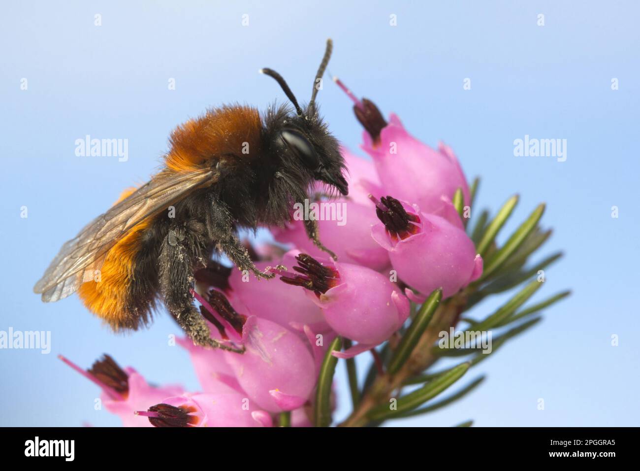 Andrena armata, Rote Sandbiene, Fuchs rote Sandbiene, Fuchs rote ...