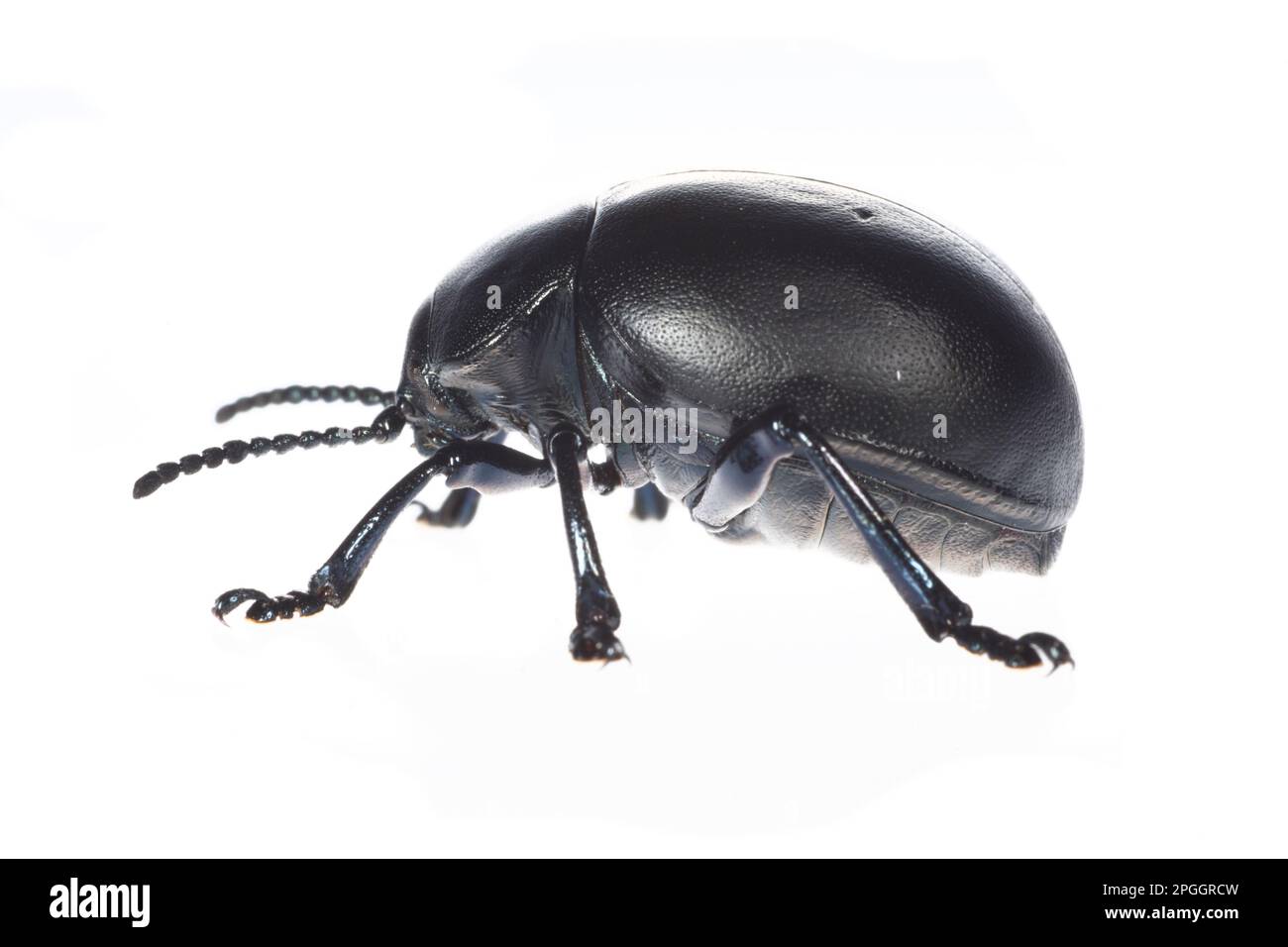Bloody nosed beetle -Fotos und -Bildmaterial in hoher Auflösung – Alamy