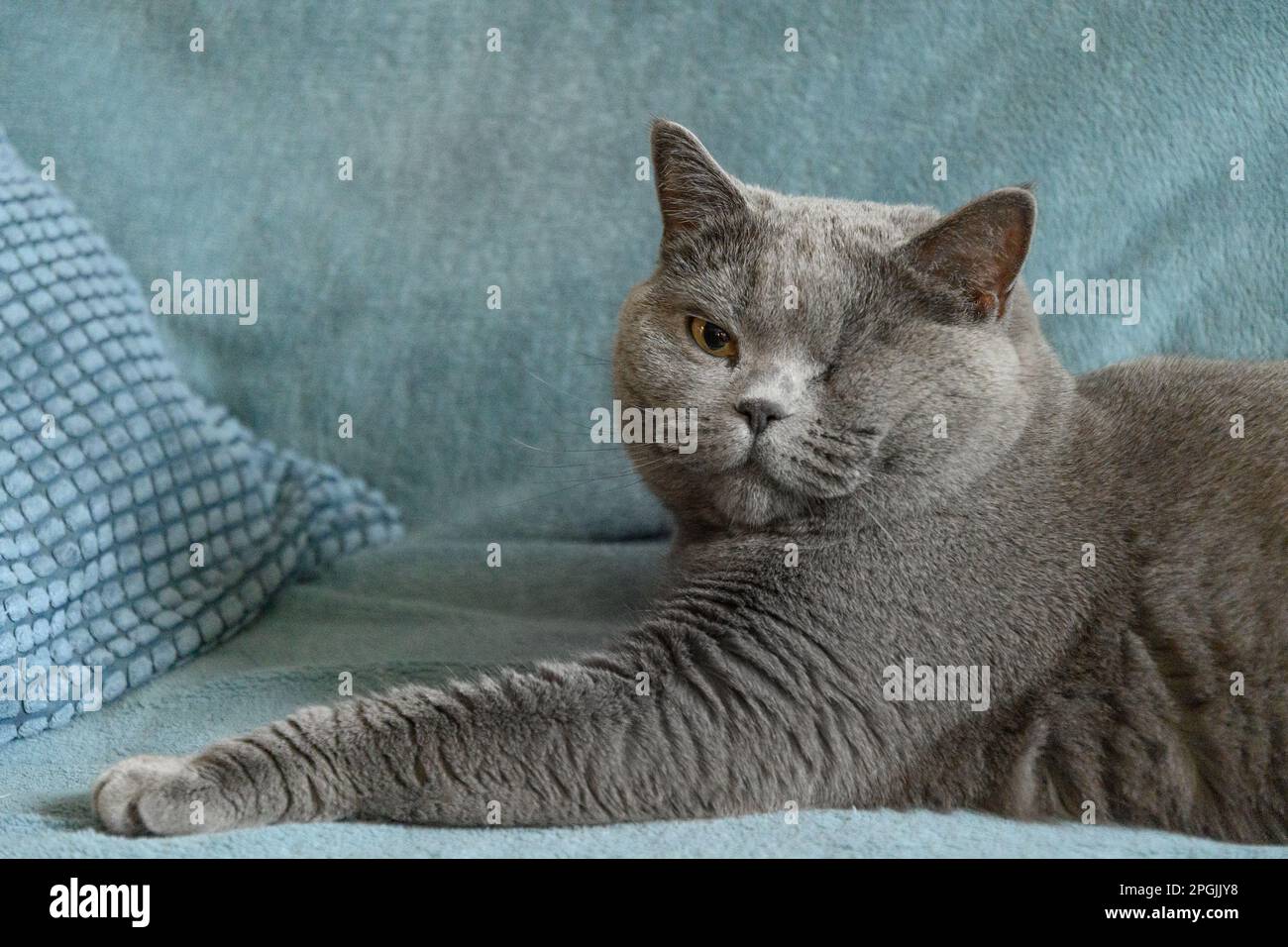 Blinde britische Katze mit nur einem Auge liegt und ruht sich auf dem ...