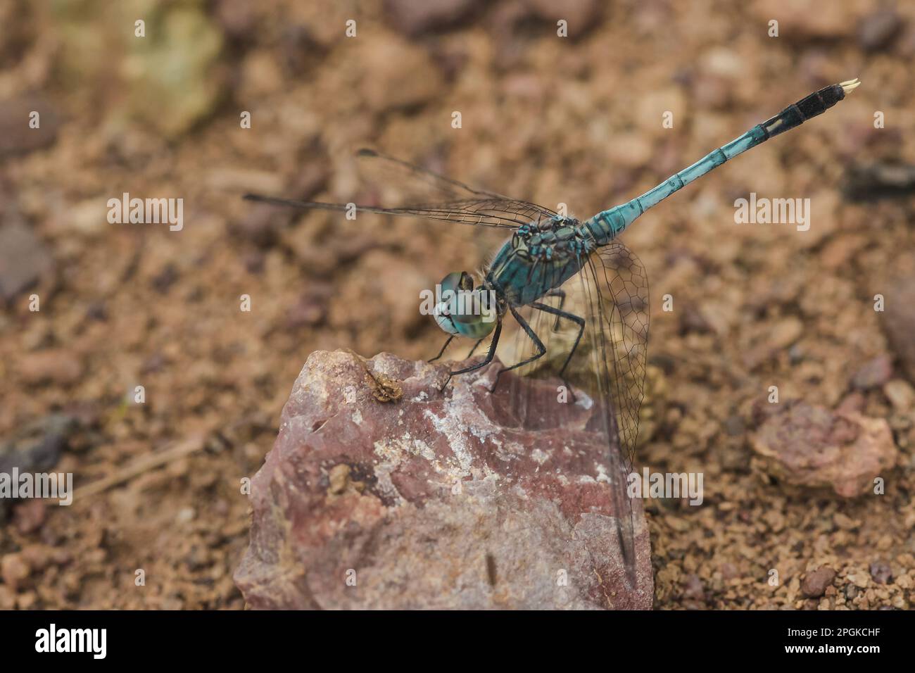 Blaue Libelle auf dem Felsen, Libelle ist ein Insekt, das schnell ...