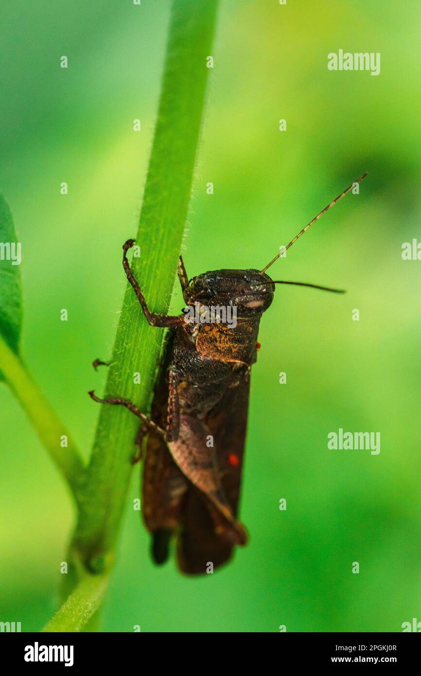 Feld heuschrecken -Fotos und -Bildmaterial in hoher Auflösung – Alamy