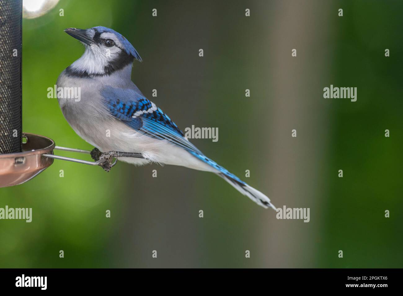 Blue Jay auf der Suche nach Nahrung, sitzt auf einem Zweig oder auf ...