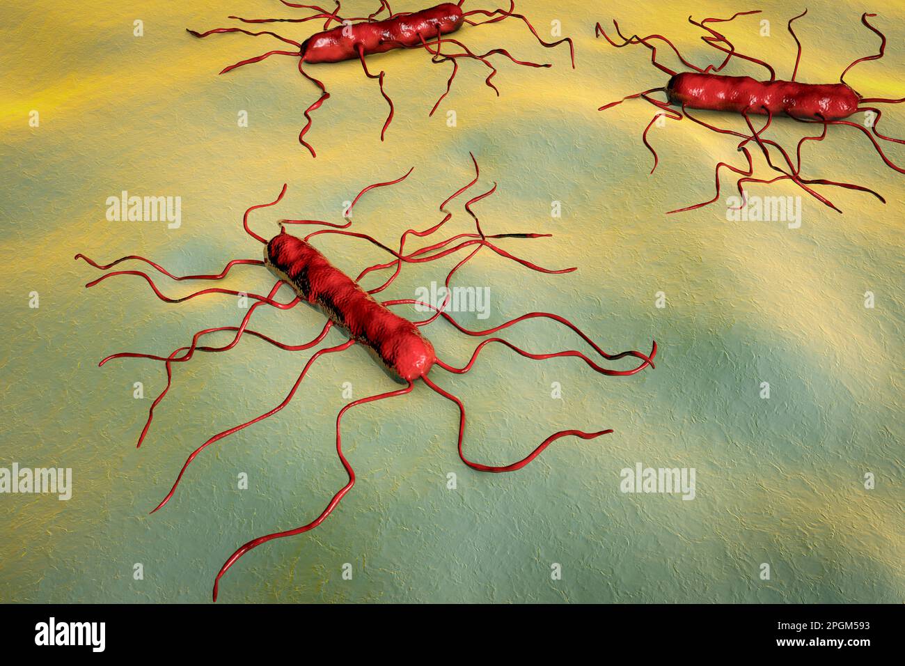 Listeria monocytogenes Bakterien, Computer-Illustration. L ...