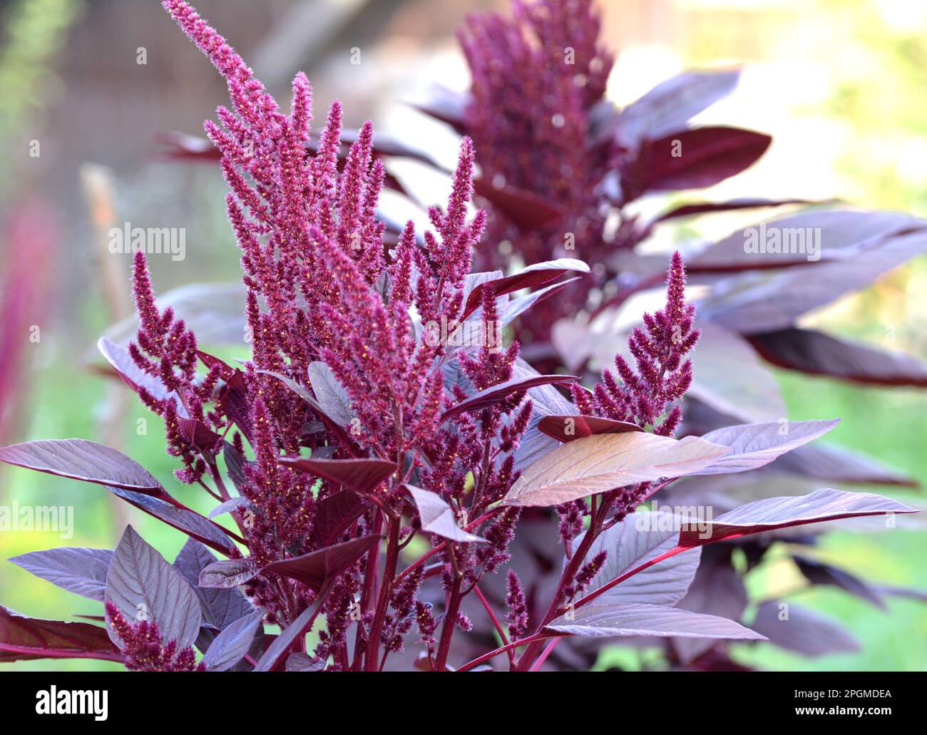 Amaranth farm -Fotos und -Bildmaterial in hoher Auflösung – Alamy