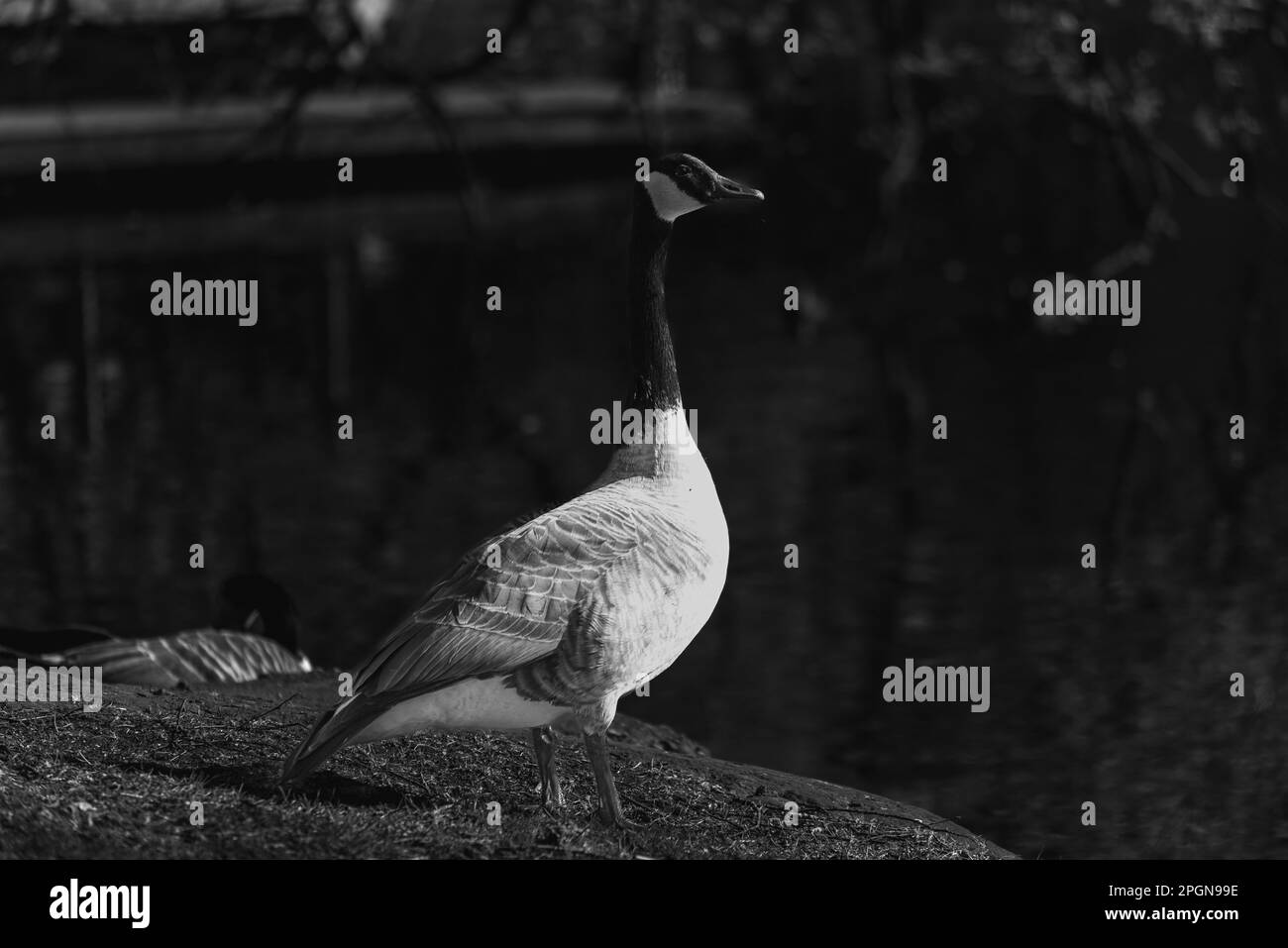 Die Gänsegänse (Branta leucopsis) ist eine Art von Gänse, die zur ...