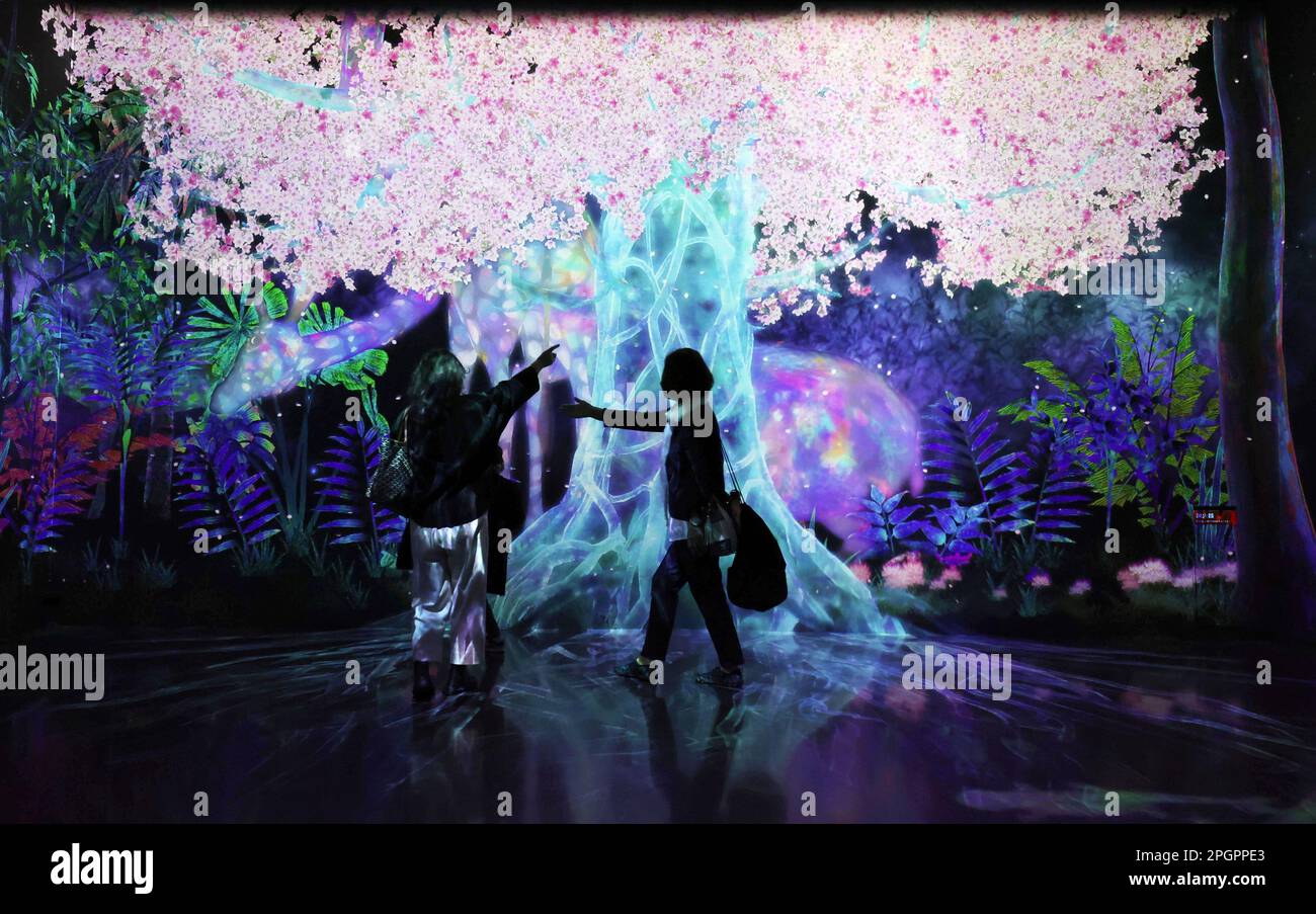 teamLab★Forest unveils spring scenery cherry blossoms in full bloom at ...