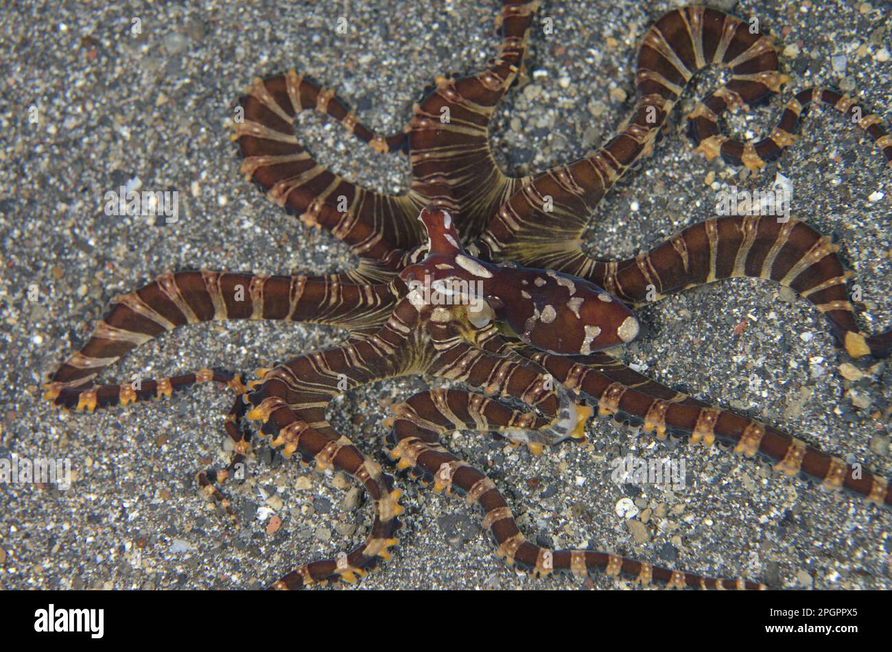 Oktopus figur -Fotos und -Bildmaterial in hoher Auflösung – Alamy