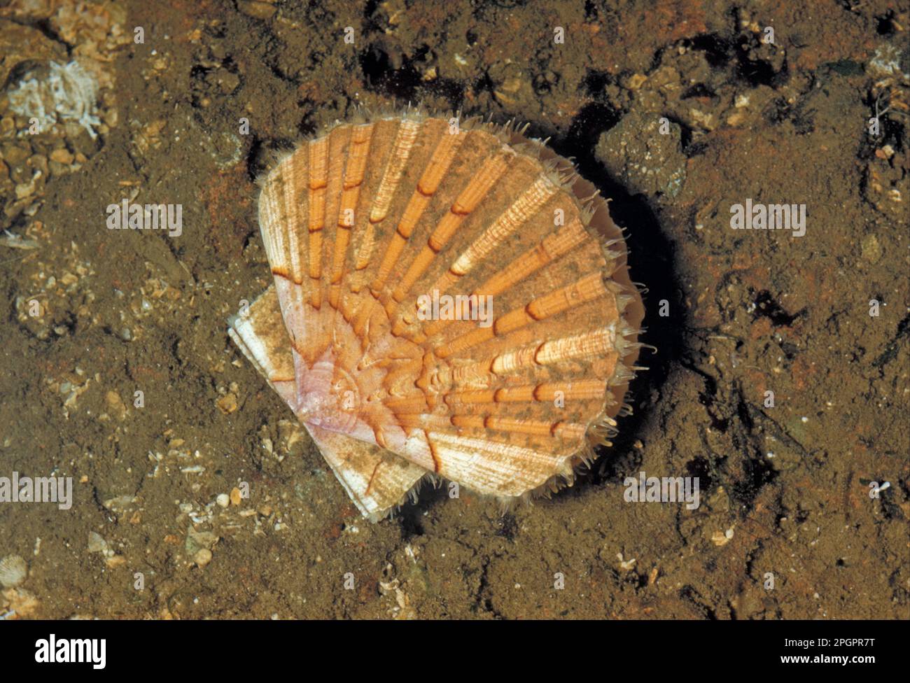 Jakobsmuschel andere -Fotos und -Bildmaterial in hoher Auflösung – Alamy