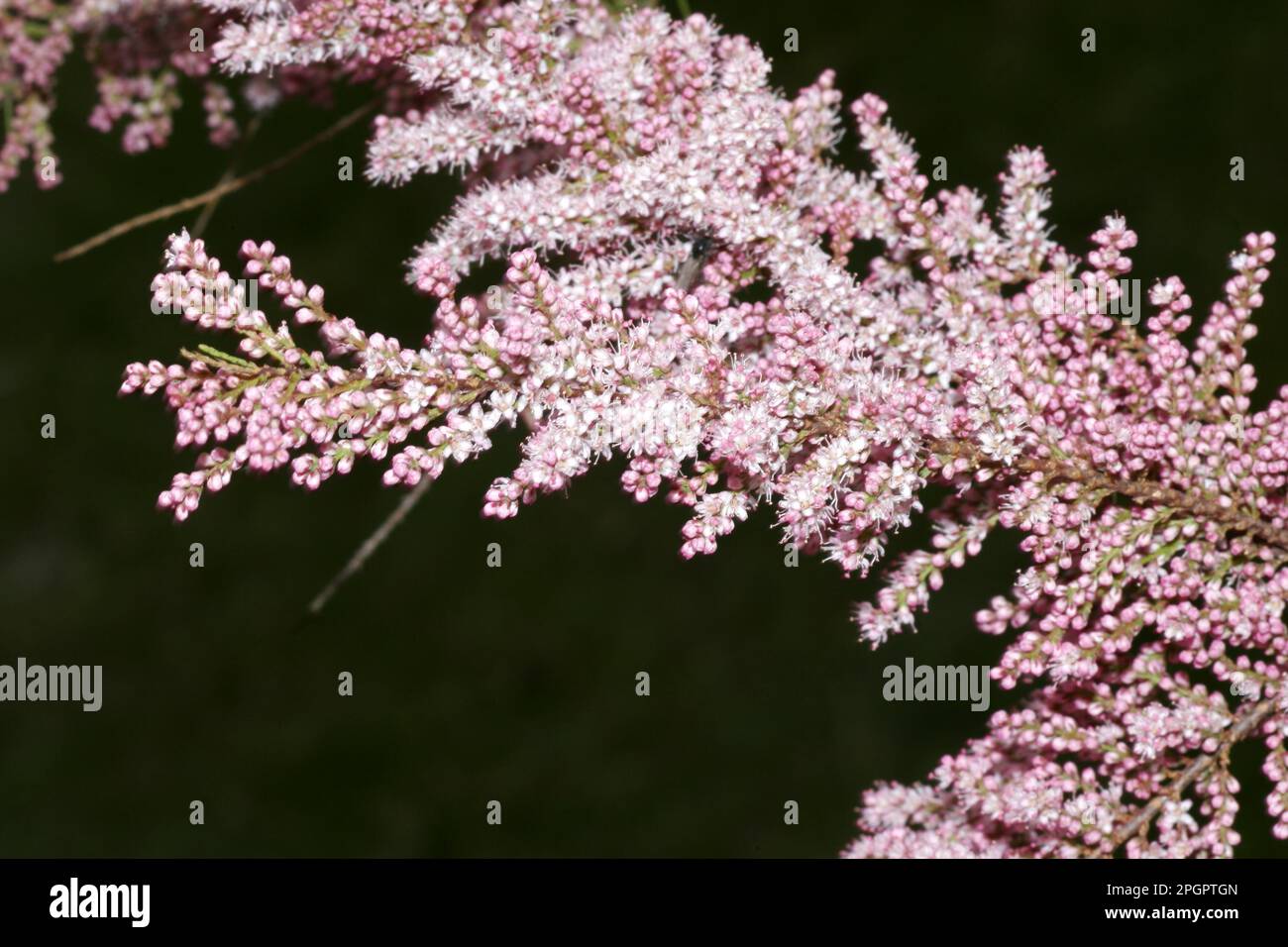 Tamarisken tamaricaceae -Fotos und -Bildmaterial in hoher Auflösung – Alamy