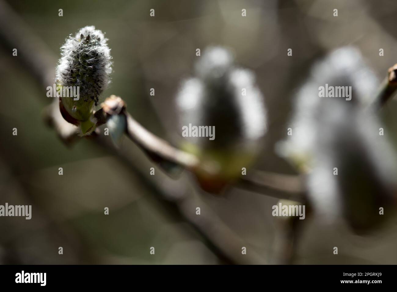 Villaggio primavera -Fotos und -Bildmaterial in hoher Auflösung – Alamy