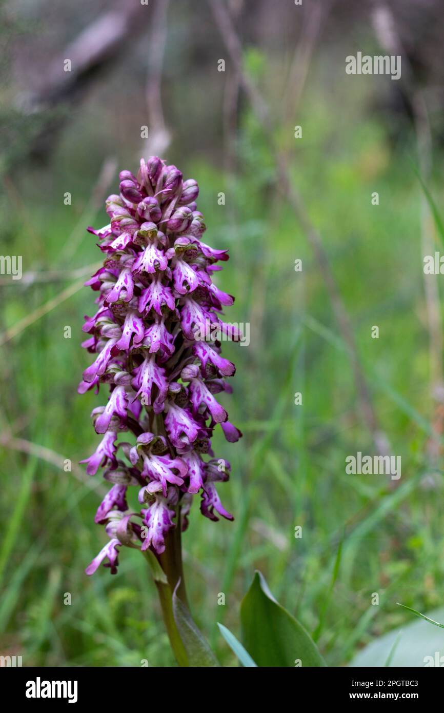 Riesige Orchidee in voller Blüte zu Beginn des Frühlings in freier ...