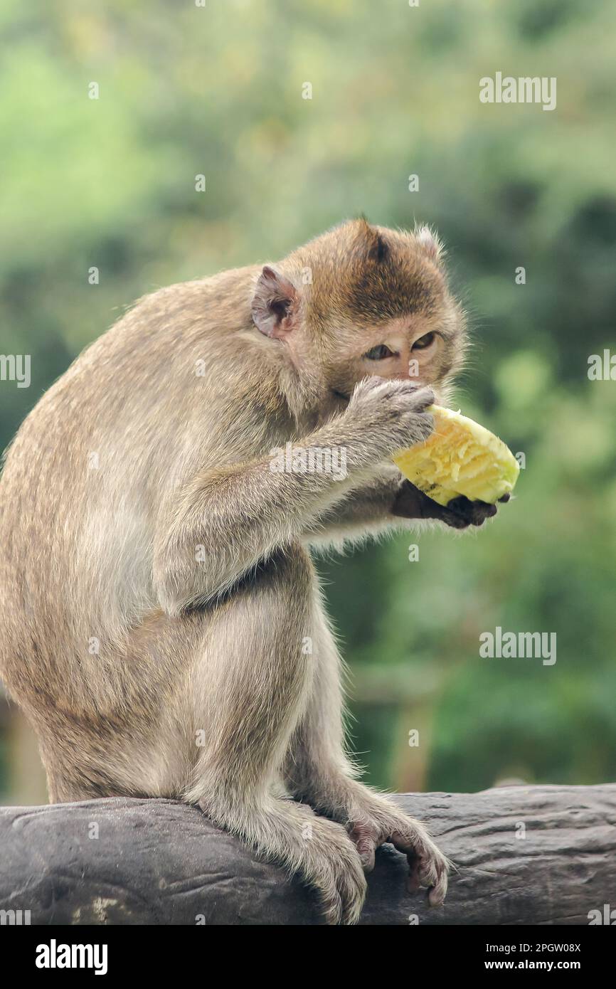 Der Krabben fressende Macaque frisst die Früchte in seiner Hand. Der ...