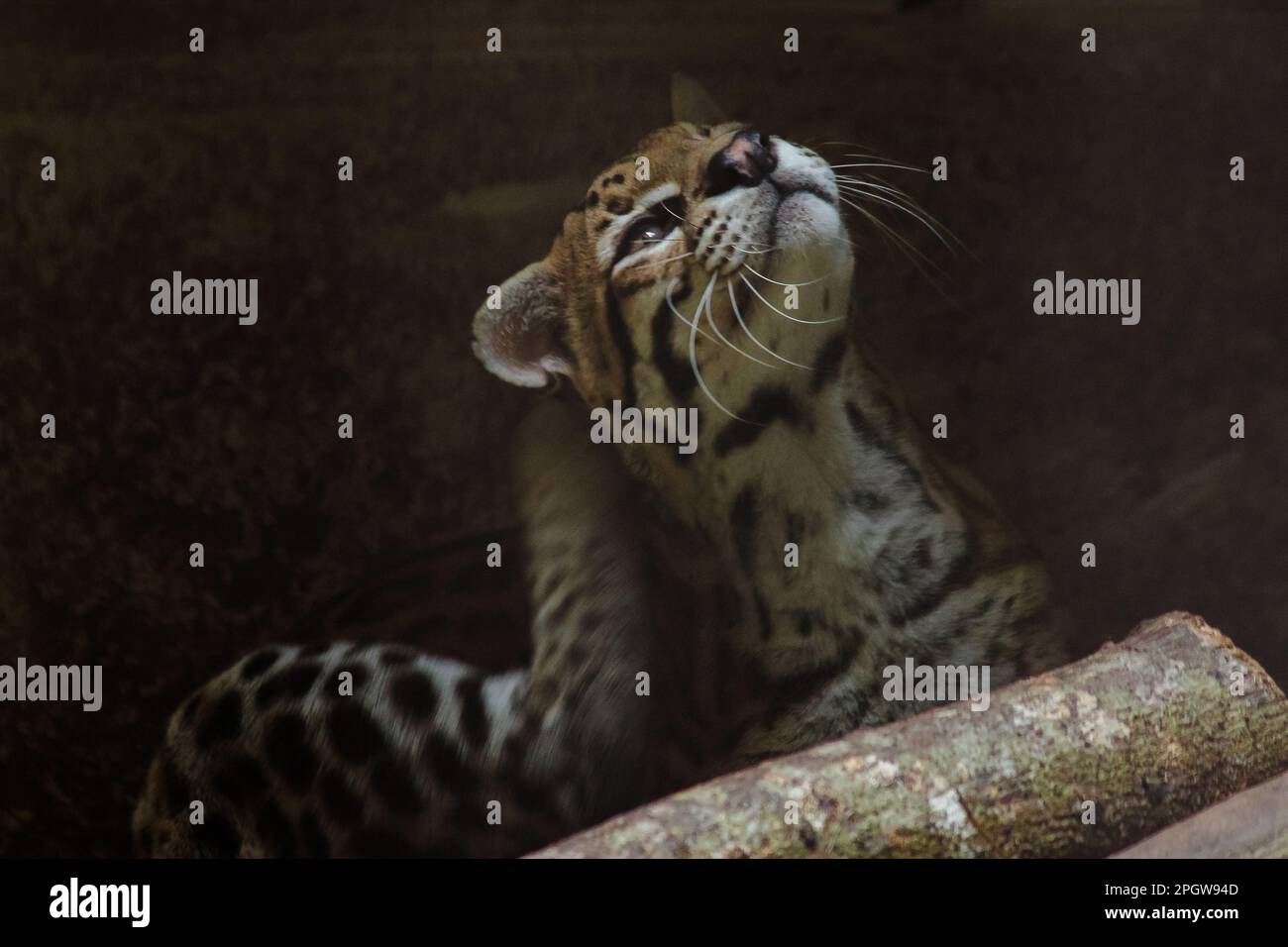 Bilder ozelot -Fotos und -Bildmaterial in hoher Auflösung – Alamy