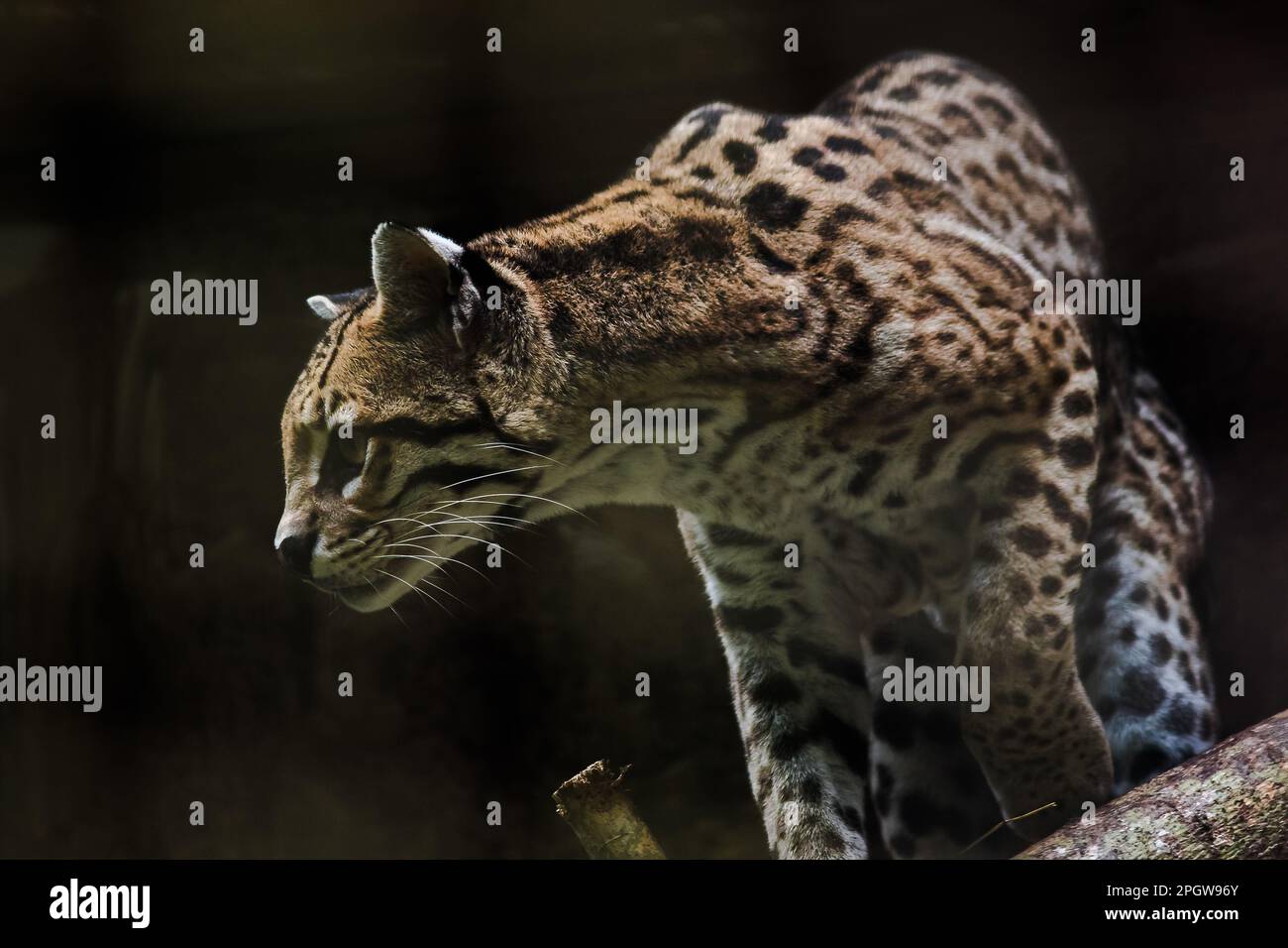 Bilder ozelot -Fotos und -Bildmaterial in hoher Auflösung – Alamy