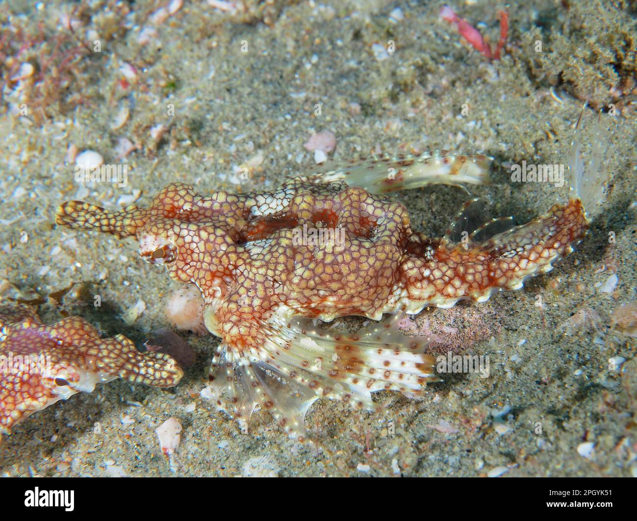 Ein kleiner drachenfisch (Eurypegasus draconis), knochiger Fisch, zeigt ...