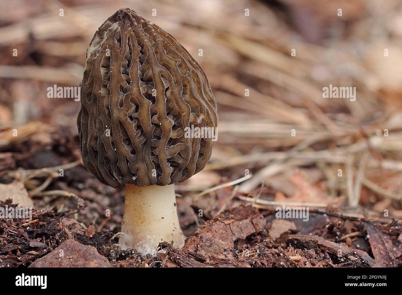 Cone shaped morel fungus -Fotos und -Bildmaterial in hoher Auflösung ...