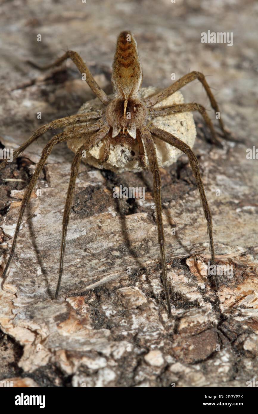 Spinne frau -Fotos und -Bildmaterial in hoher Auflösung – Alamy