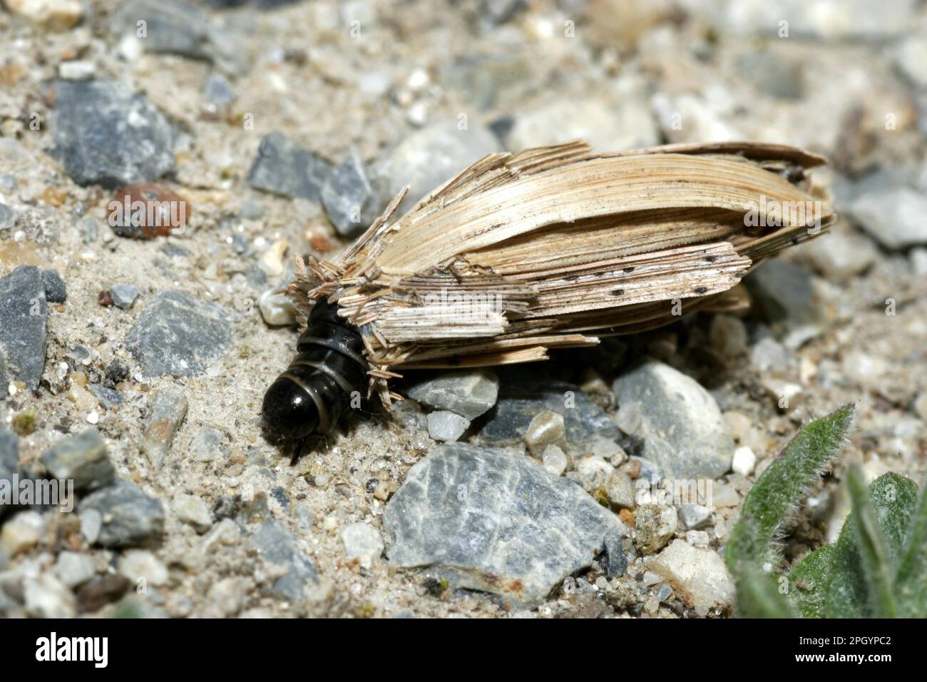 Caddis larva -Fotos und -Bildmaterial in hoher Auflösung – Alamy