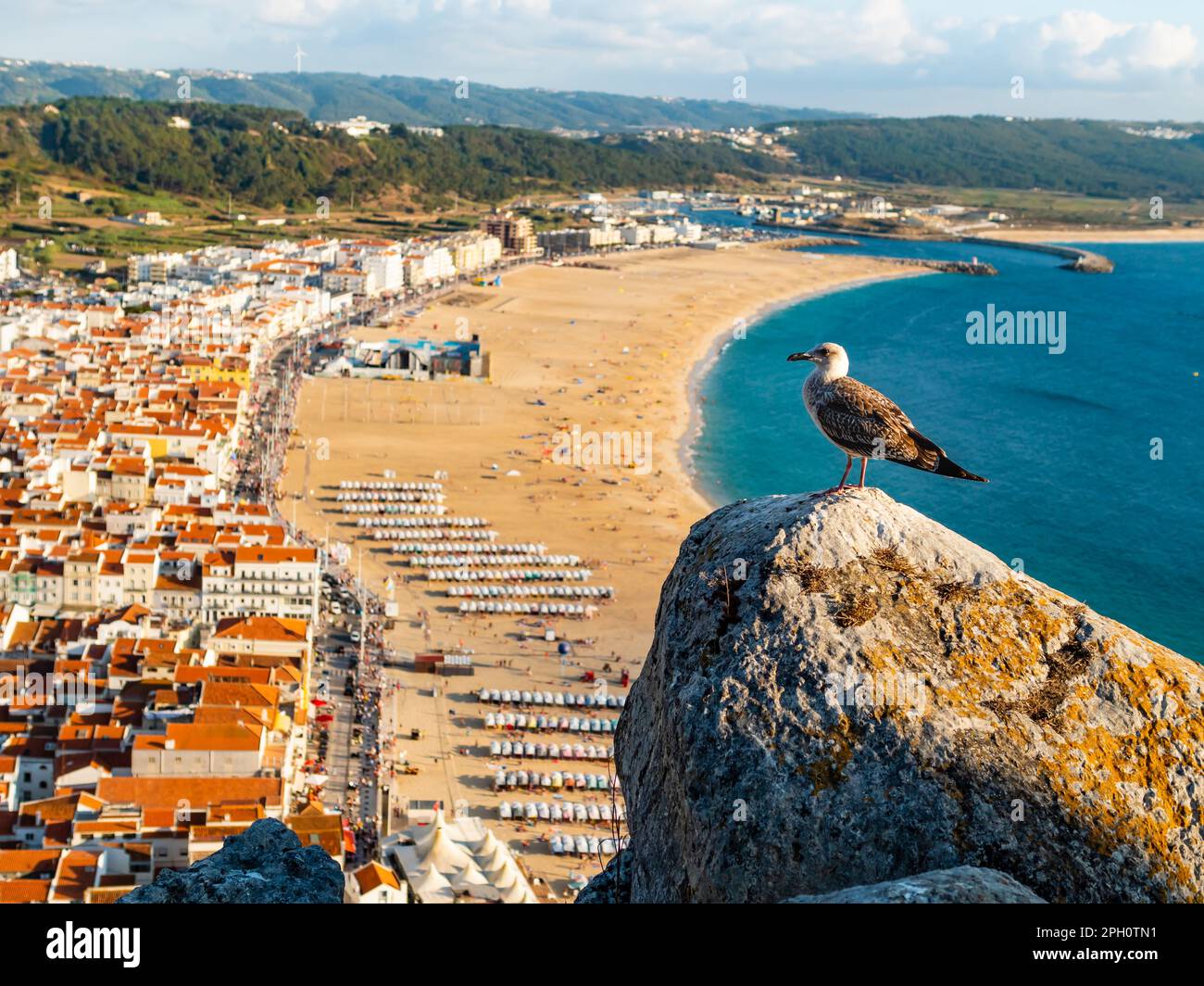 Atemberaubende Möwen-Beobachtung über den Nazare-Strand (praia de ...