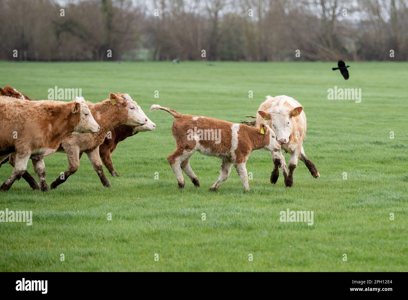 Dorney, Buckinghamshire, Großbritannien. 25. März 2023. Der Frühling ...