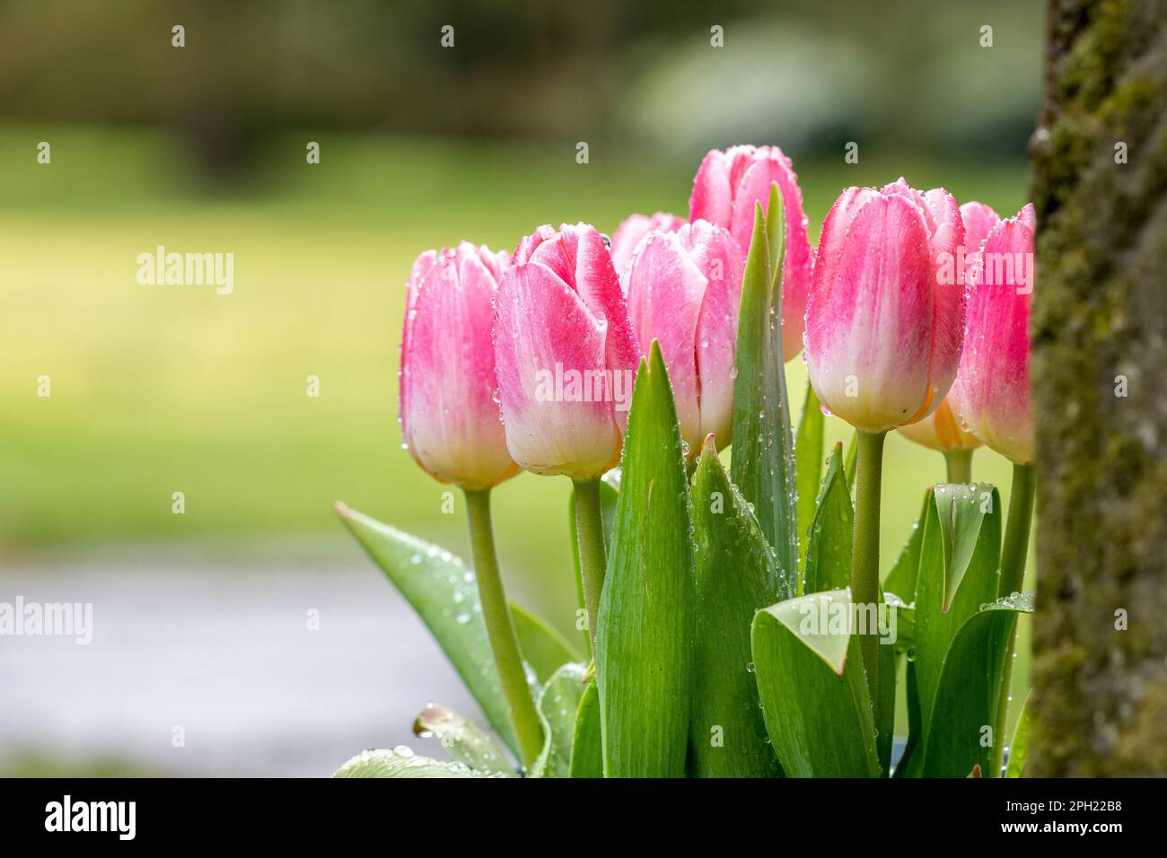 Nature wallpaper hd -Fotos und -Bildmaterial in hoher Auflösung – Alamy