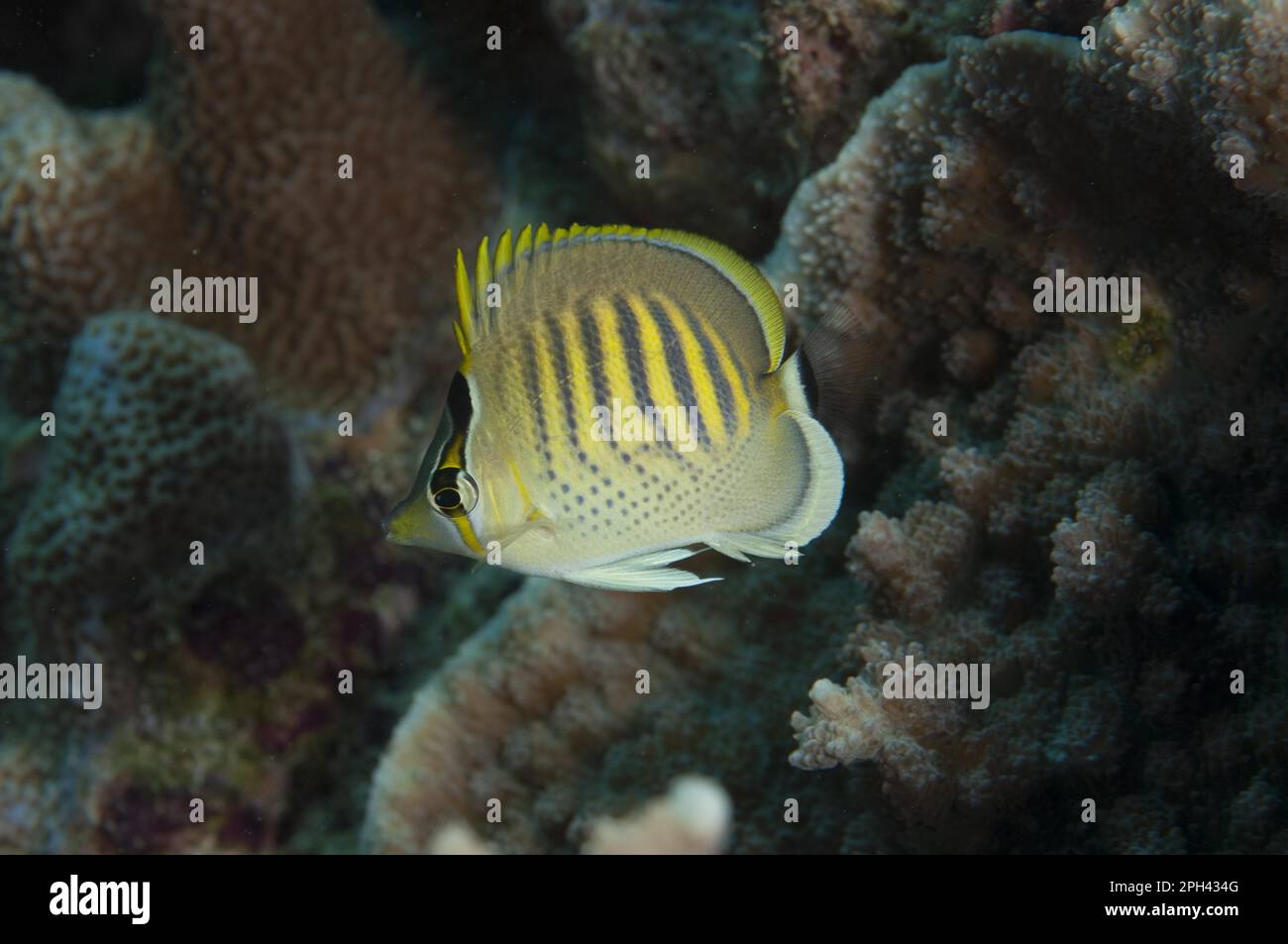 Butterflyfish (Butterflyfish), Butterflyfish (Butterflyfish ...