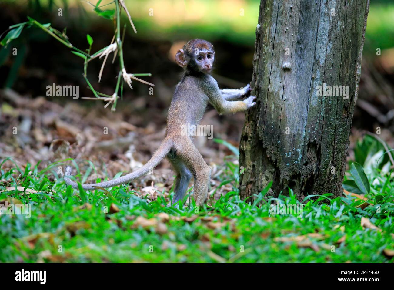 Patas-Affe, Roter Affe, gemeiner patas-Affe (Erythrocebus patas patas ...