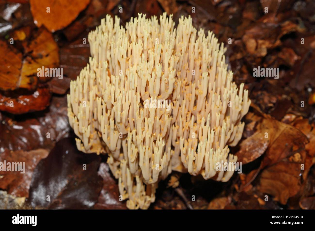 Steife koralle -Fotos und -Bildmaterial in hoher Auflösung – Alamy