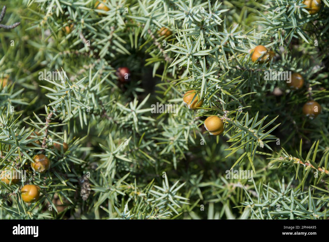 Wacholderstrauch im hintergrund -Fotos und -Bildmaterial in hoher ...
