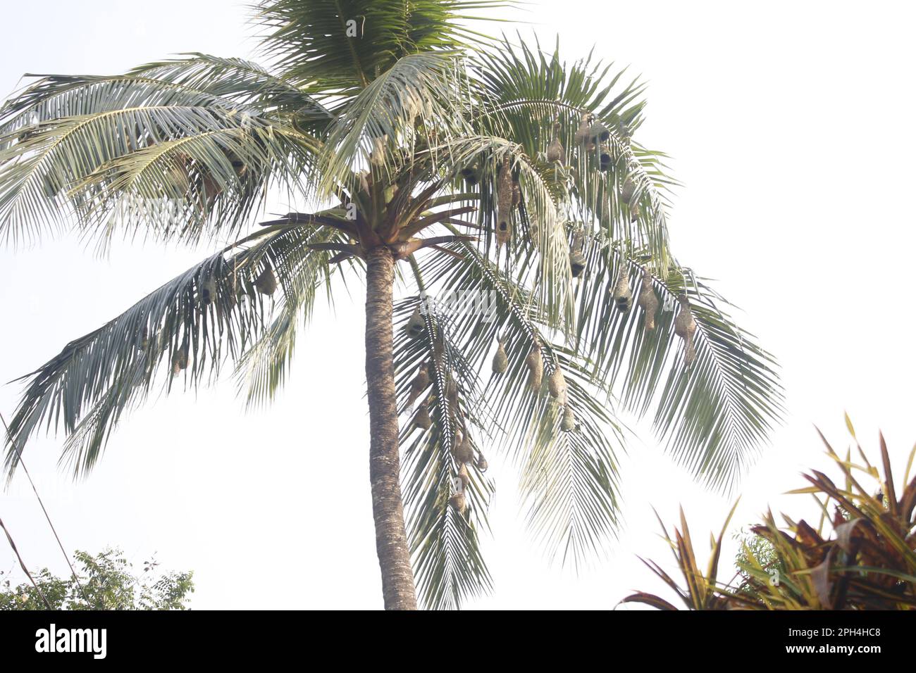 Lomba gac -Fotos und -Bildmaterial in hoher Auflösung – Alamy