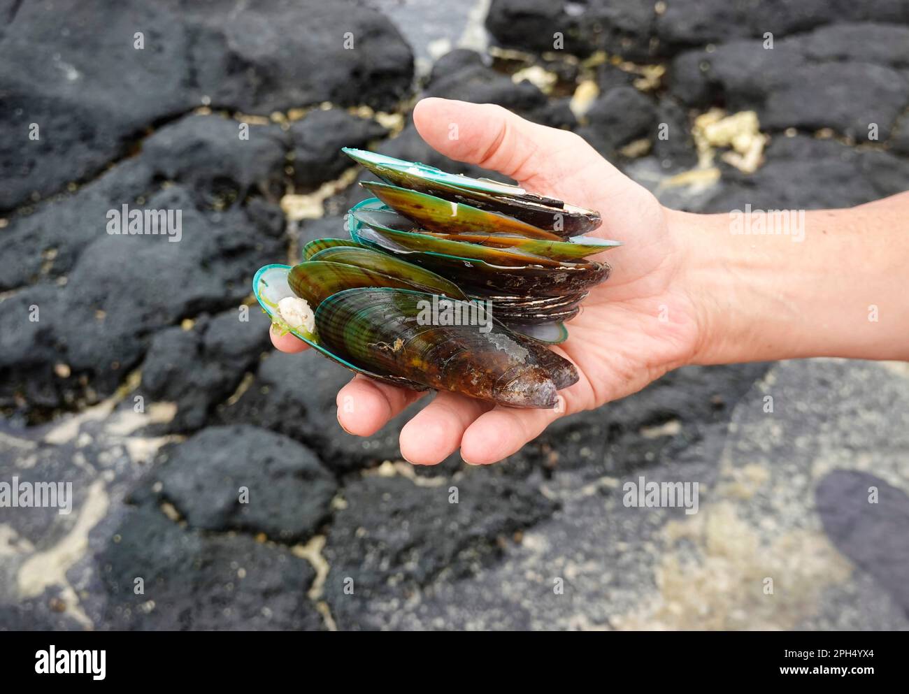 Perna perna -Fotos und -Bildmaterial in hoher Auflösung – Alamy