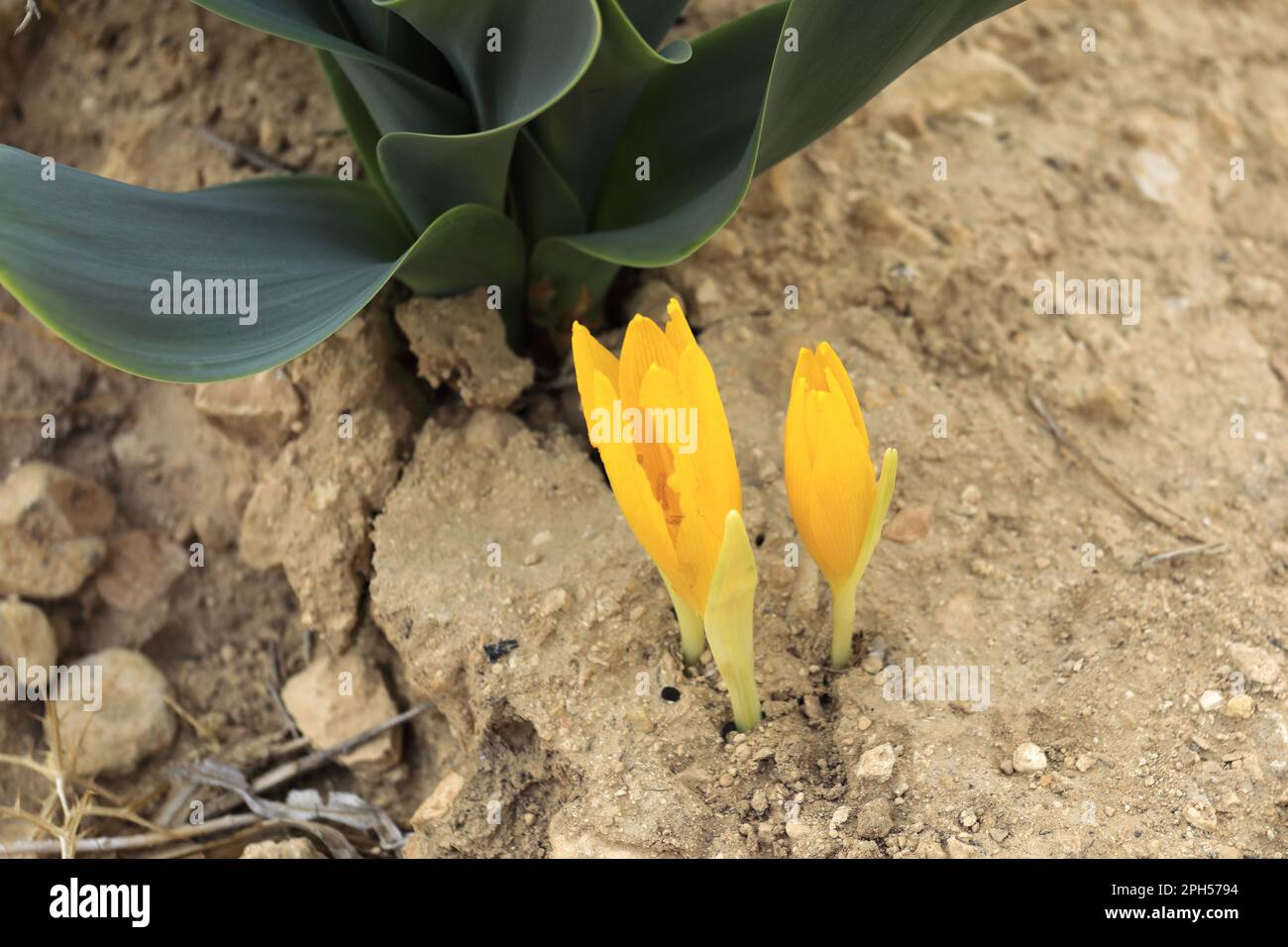 Wadi musa gelbe blume -Fotos und -Bildmaterial in hoher Auflösung – Alamy