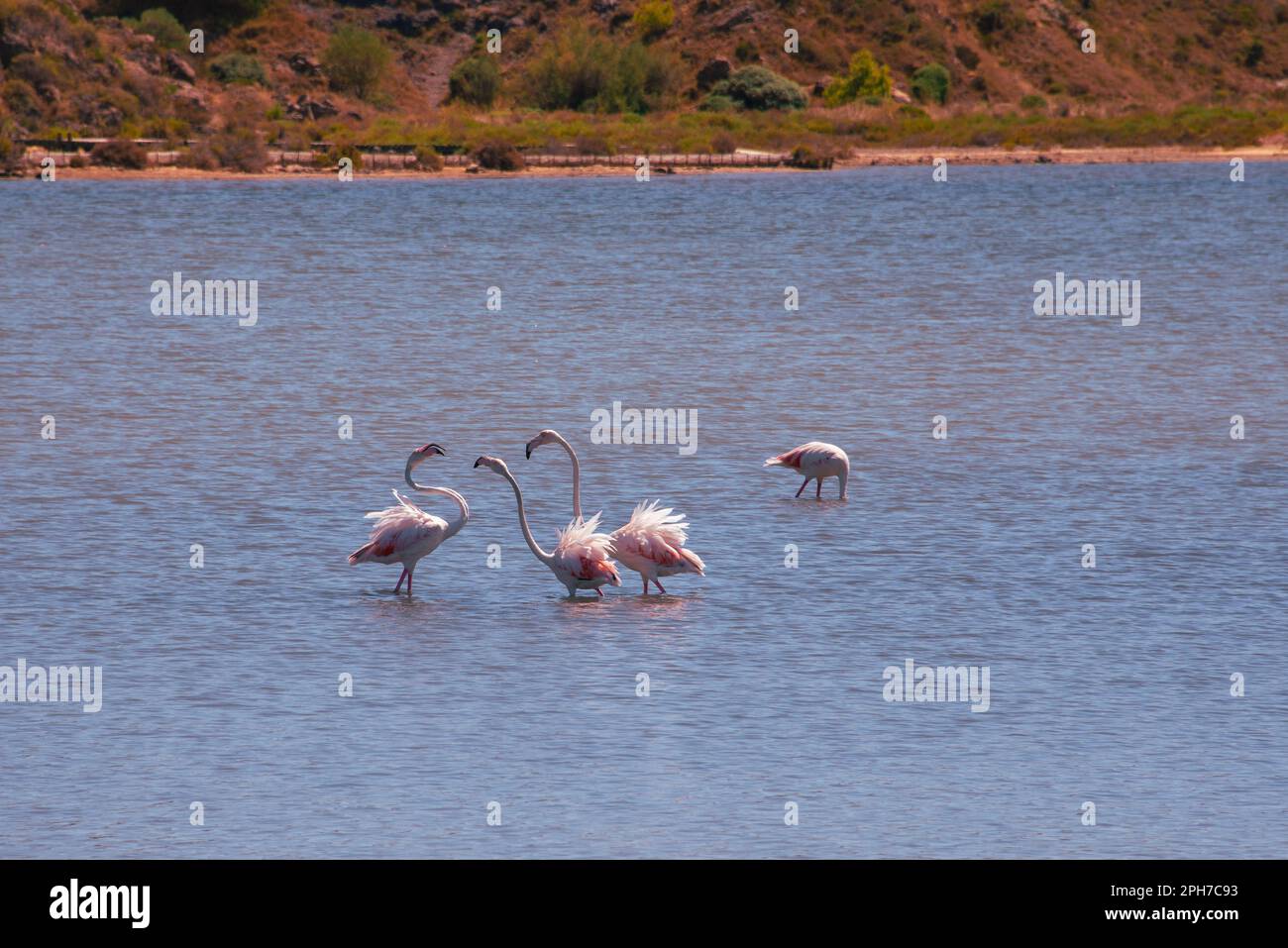 Flamingos füttern und waten im flachen Wasser der alten Salzlake nahe ...
