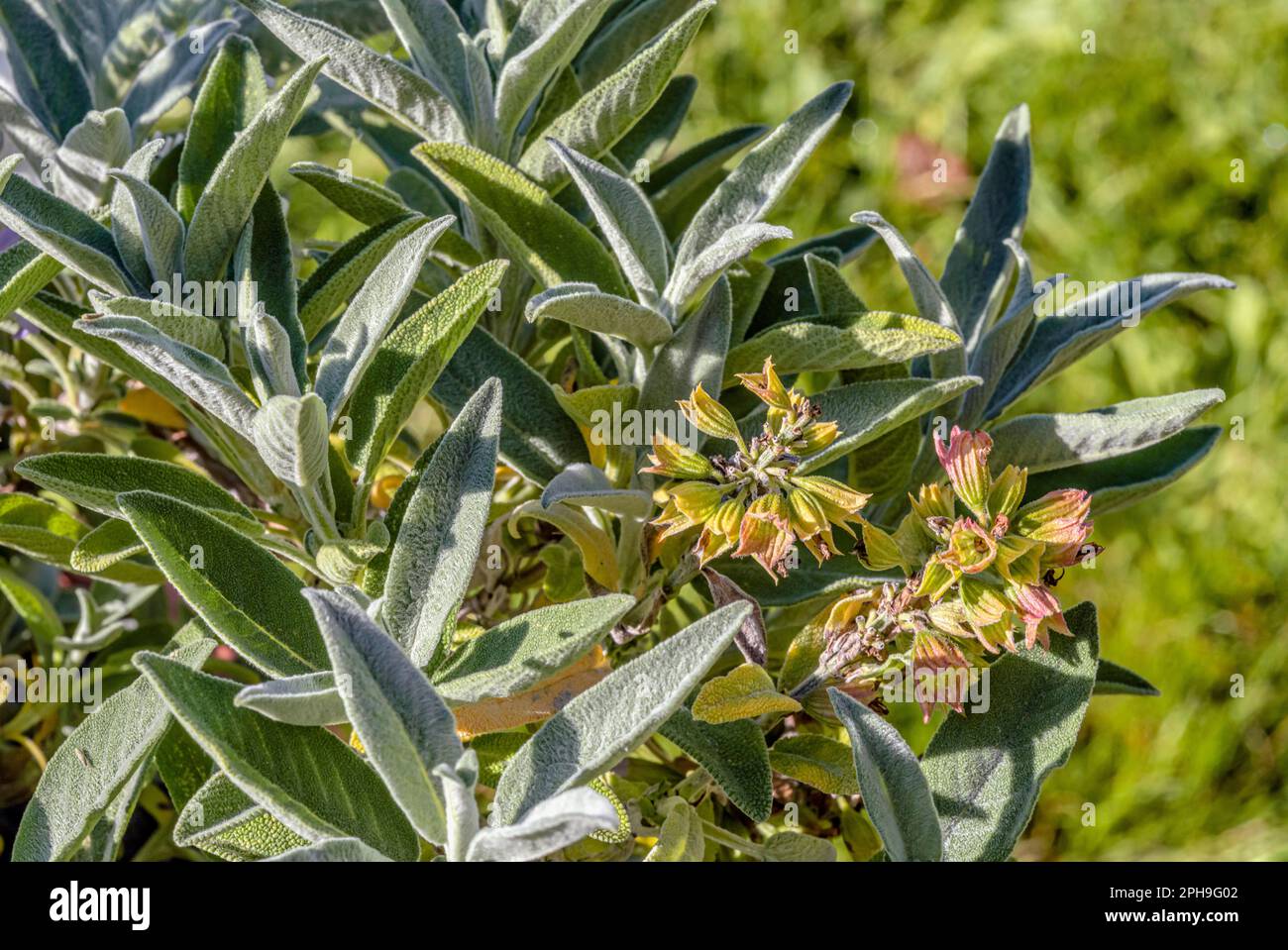 Salvia sclarea vatican -Fotos und -Bildmaterial in hoher Auflösung – Alamy